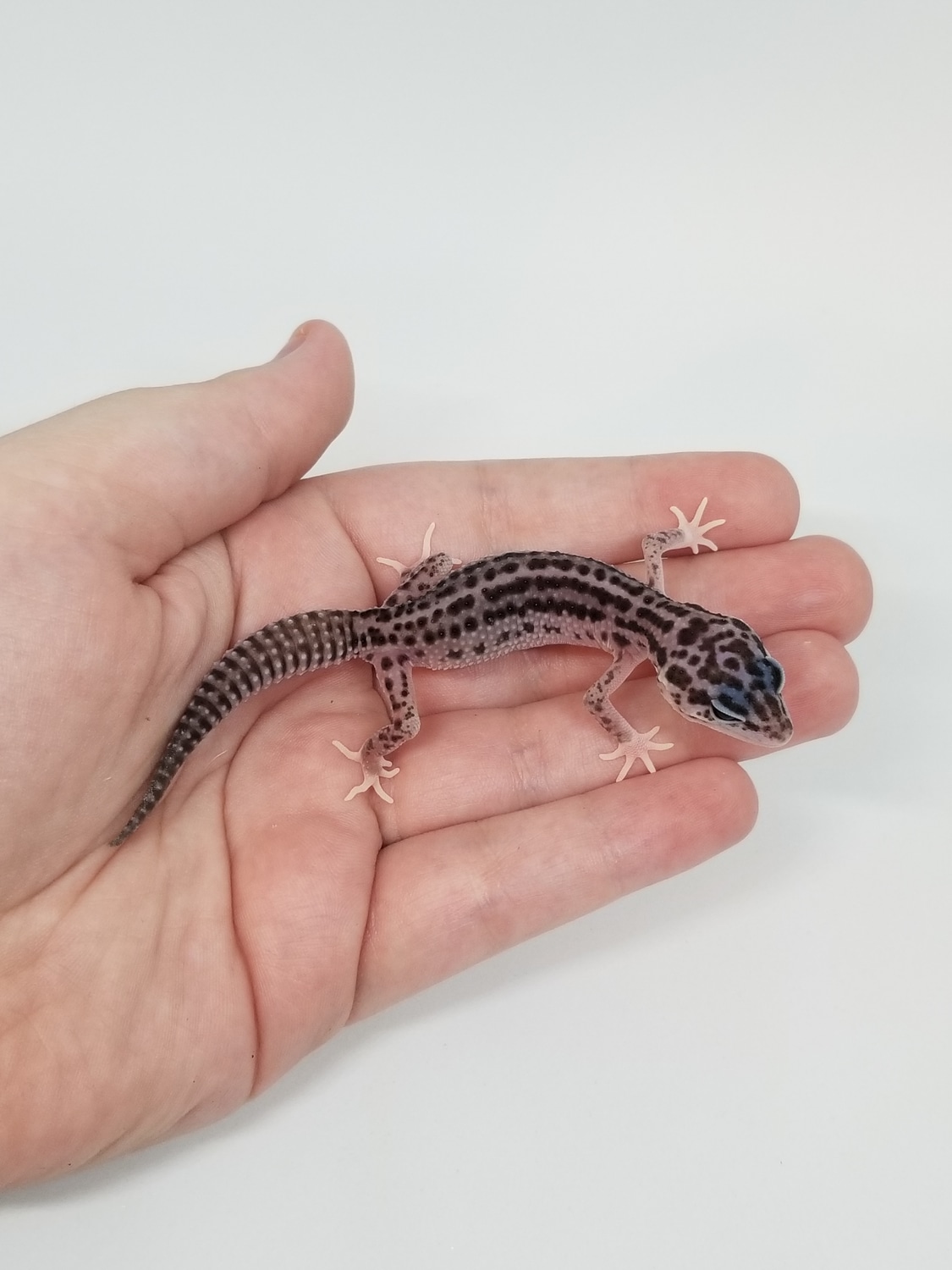 TSD Super Snow Akoya (Black Night/Black Pearl) Poss. Het Tremper ...