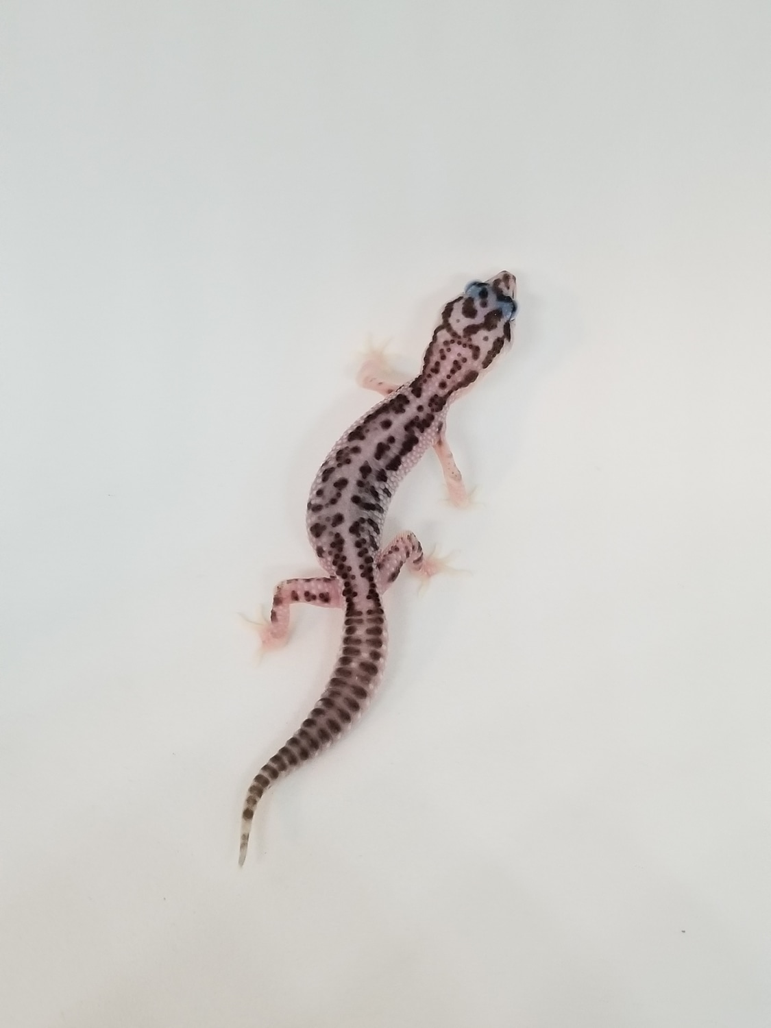 TSF Universe Poss. Het Tremper Leopard Gecko by Victorian Geckos ...