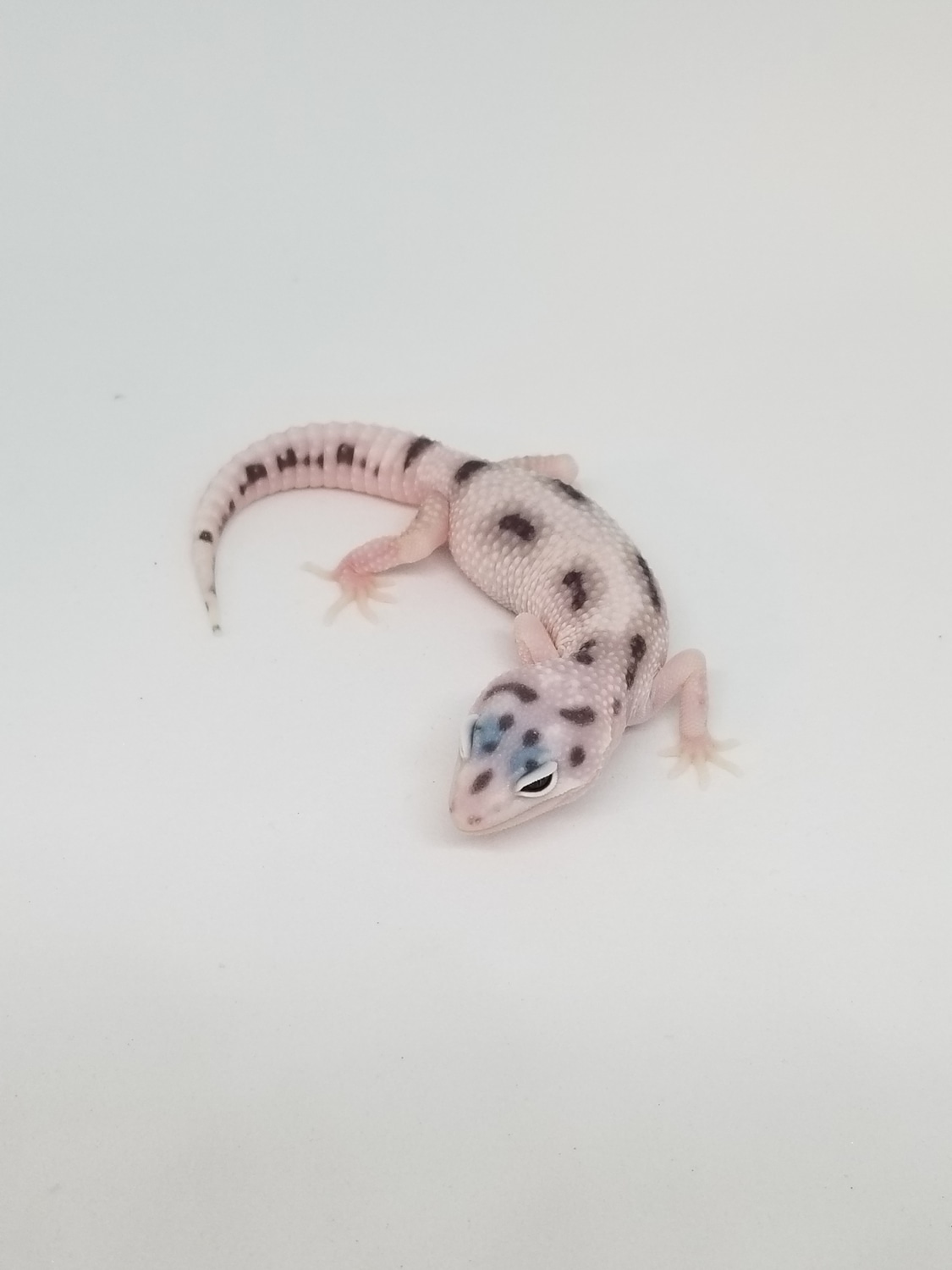 TSM Mack Snow W/Y Lavender Poss. Het Tremper And Murphy's Patternless ...