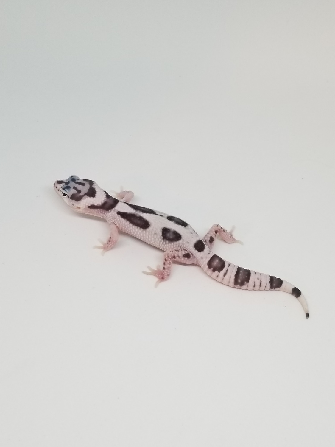 TSD Mack Snow W/Y Bold Akoya (Black Night/Black Pearl) Poss. Het ...