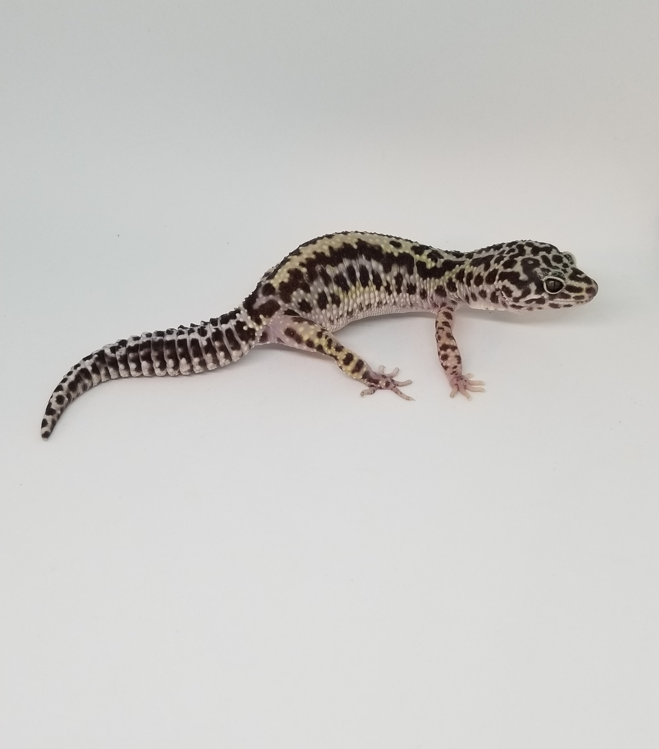 SALE! Mack Snow Bold Stripe (No Known Hets) Leopard Gecko by Victorian ...