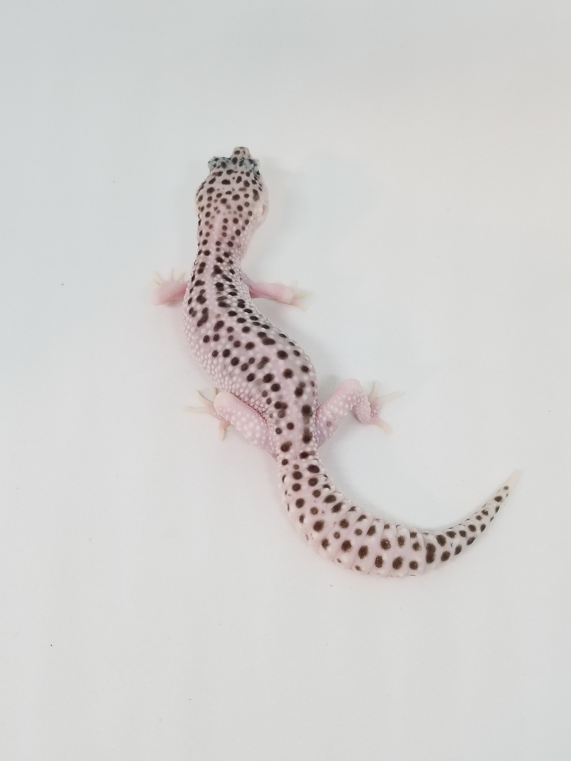 Universe Poss. Het Tremper (Dalmatian Line) Leopard Gecko by Victorian ...