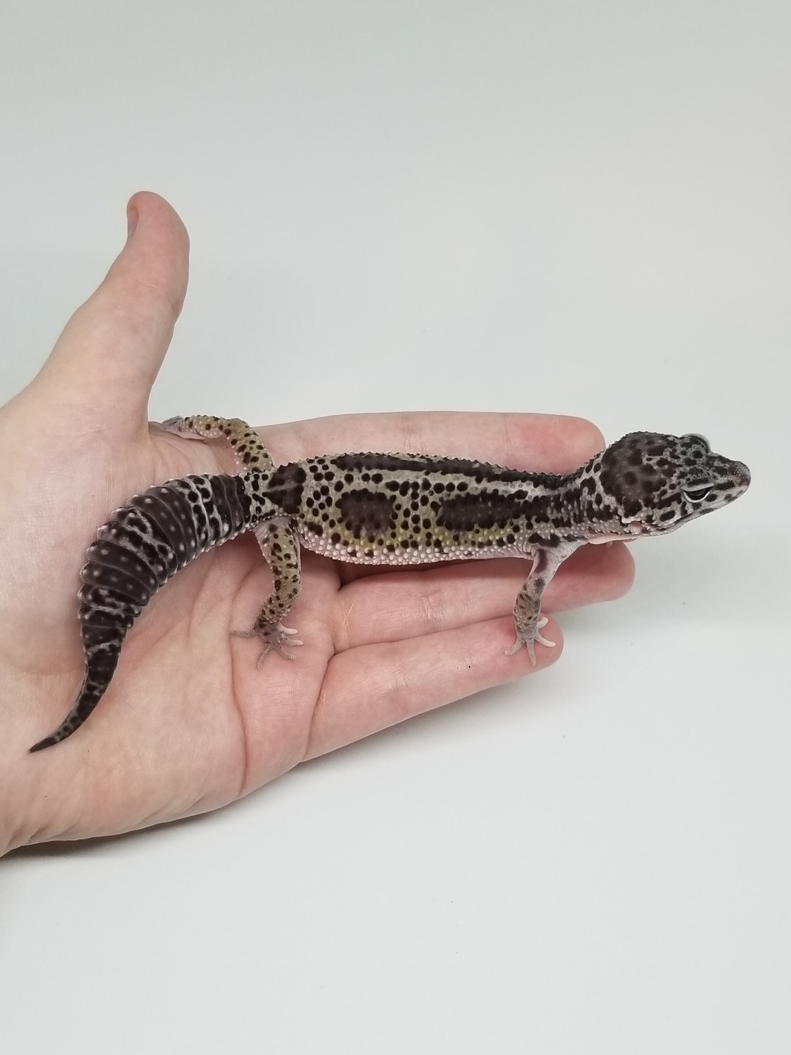 Akoya (Black Night/Black Pearl) Mack Snow Bold 100% Het Murphy's ...
