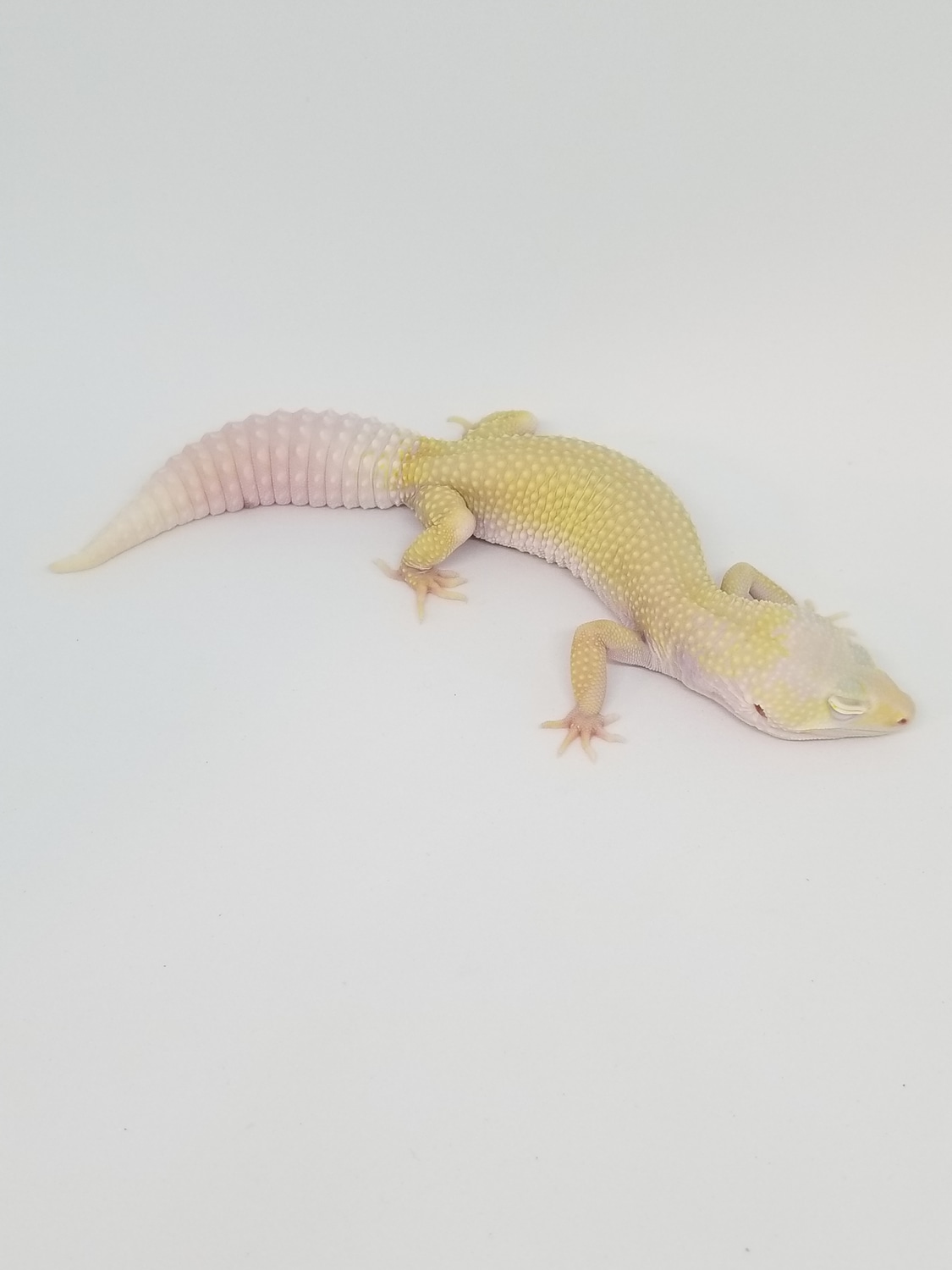 Bell Blazing Blizzard 100% Het Eclipse Leopard Gecko by Victorian ...
