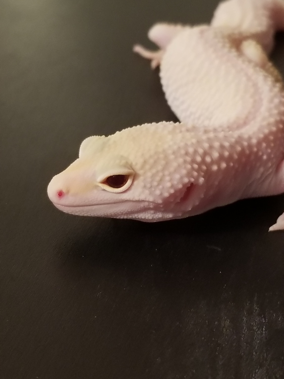 Bell Blazing Blizzard 100% Het Eclipse Leopard Gecko by Victorian ...