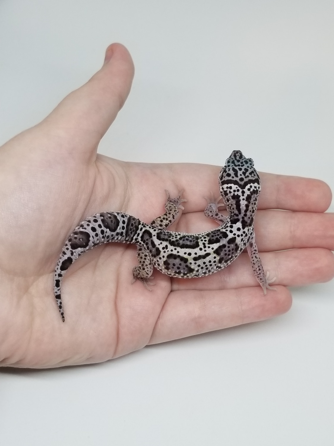 TSF Mack Snow 50% Black Pearl 100% Het Murphy's Patternless Leopard ...