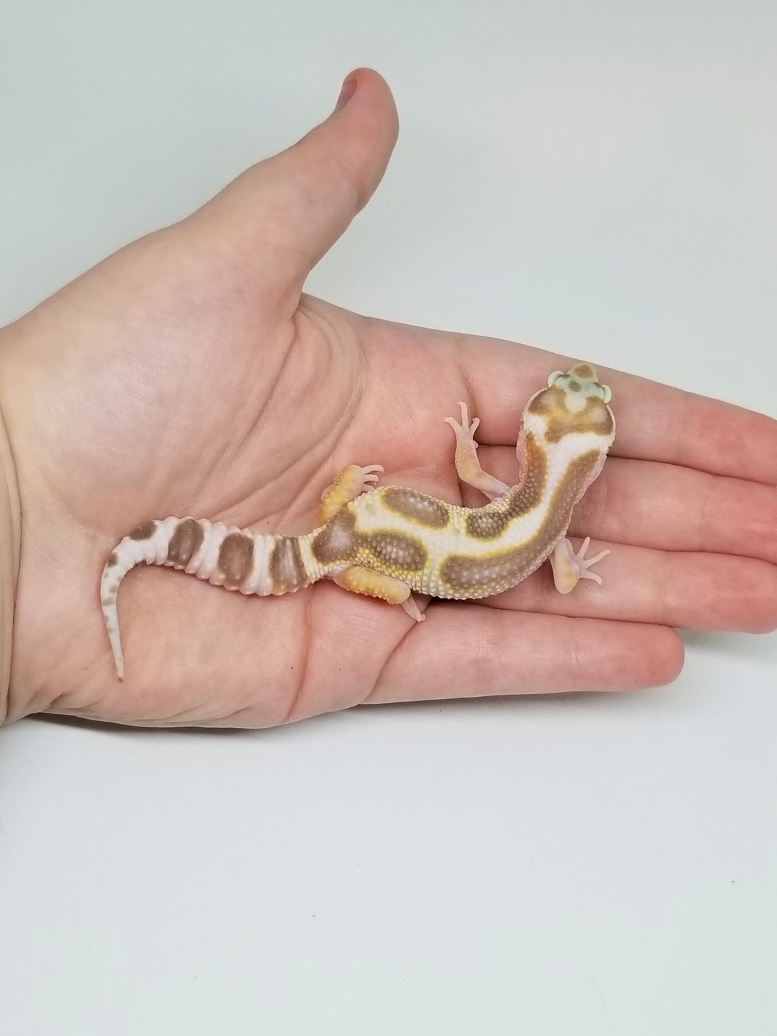 SALE! Mack Snow Bold High-Contrast Tangerine Tremper Poss. Het Eclipse ...