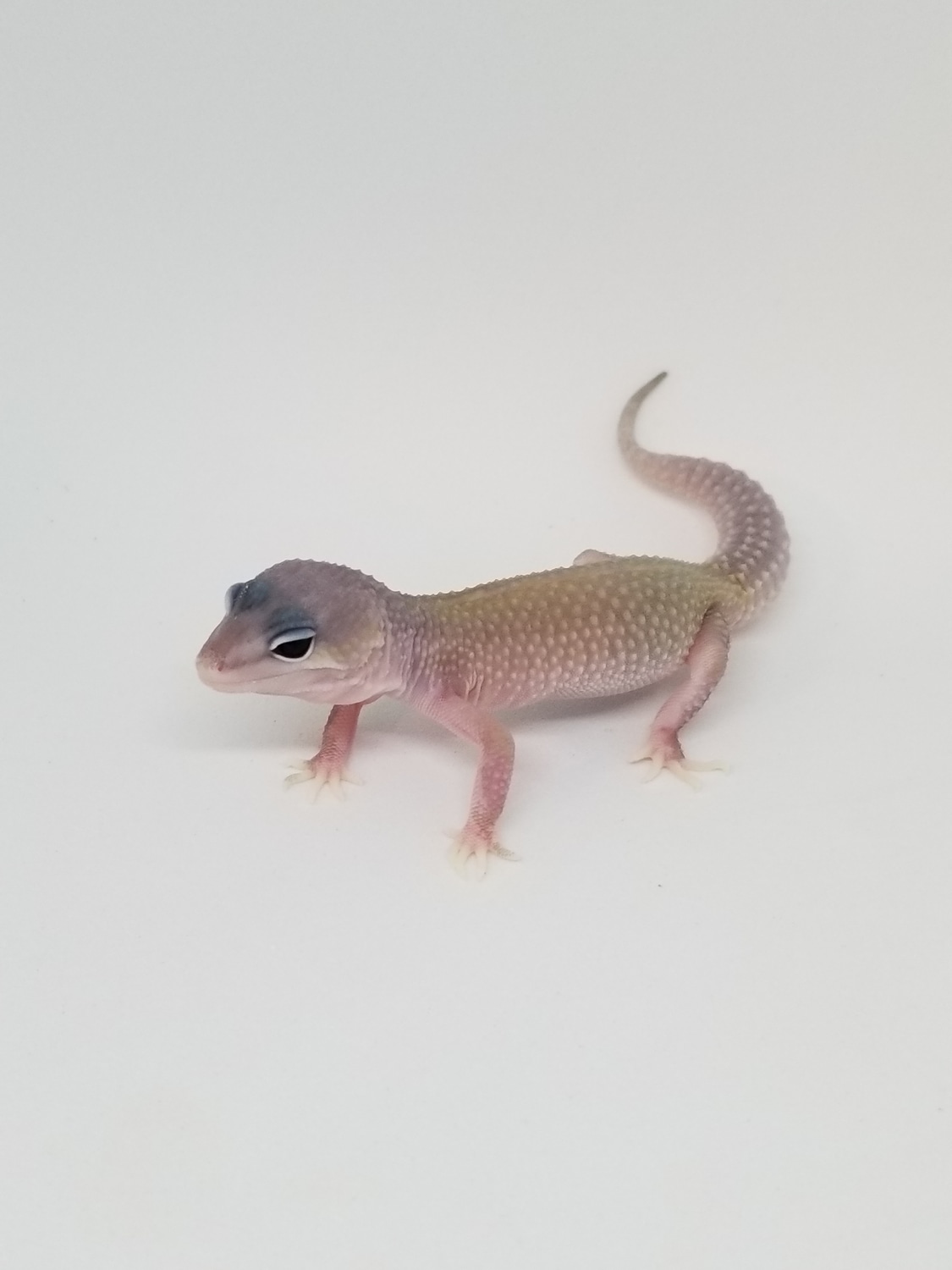 SALE! Blizzard Eclipse Black Night Cross 100% Het Tremper Leopard Gecko ...