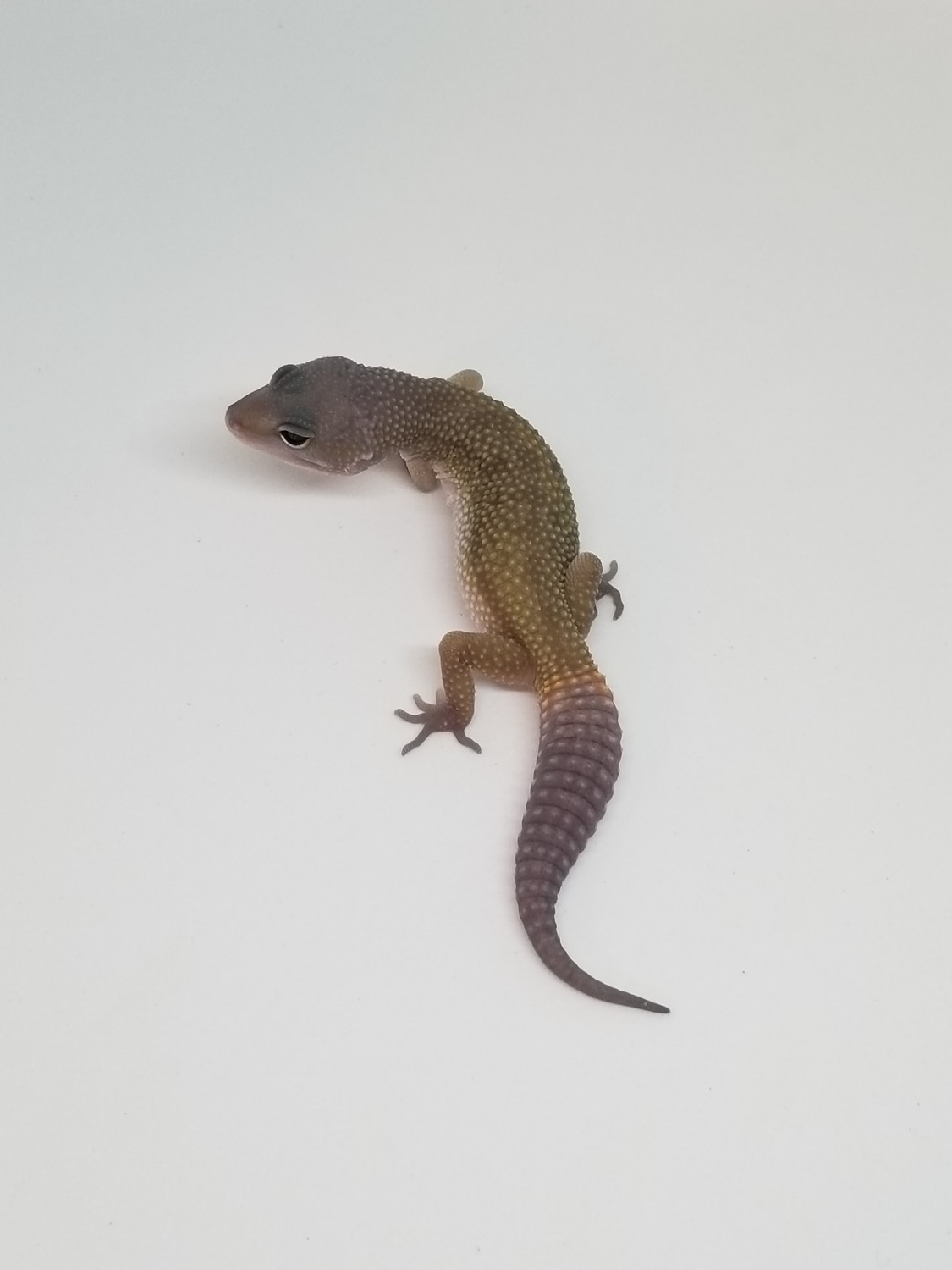 TSF Akoya (Black Night/Black Pearl) Mack Snow Murphy's Patternless Poss ...