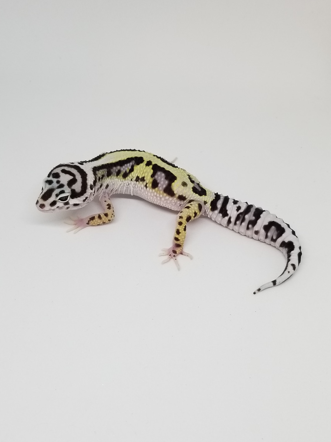 Gem Snow Bold Stripe (No Known Hets) Leopard Gecko by Victorian Geckos ...