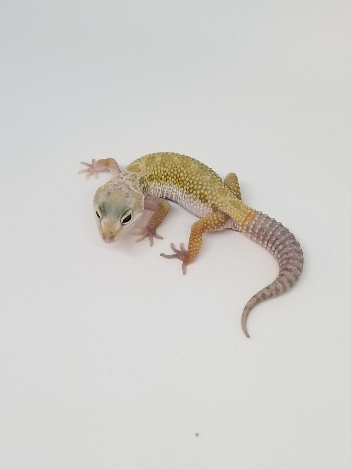 SALE! TSM Akoya (Black Night/Black Pearl) Murphy's Patternless Poss ...