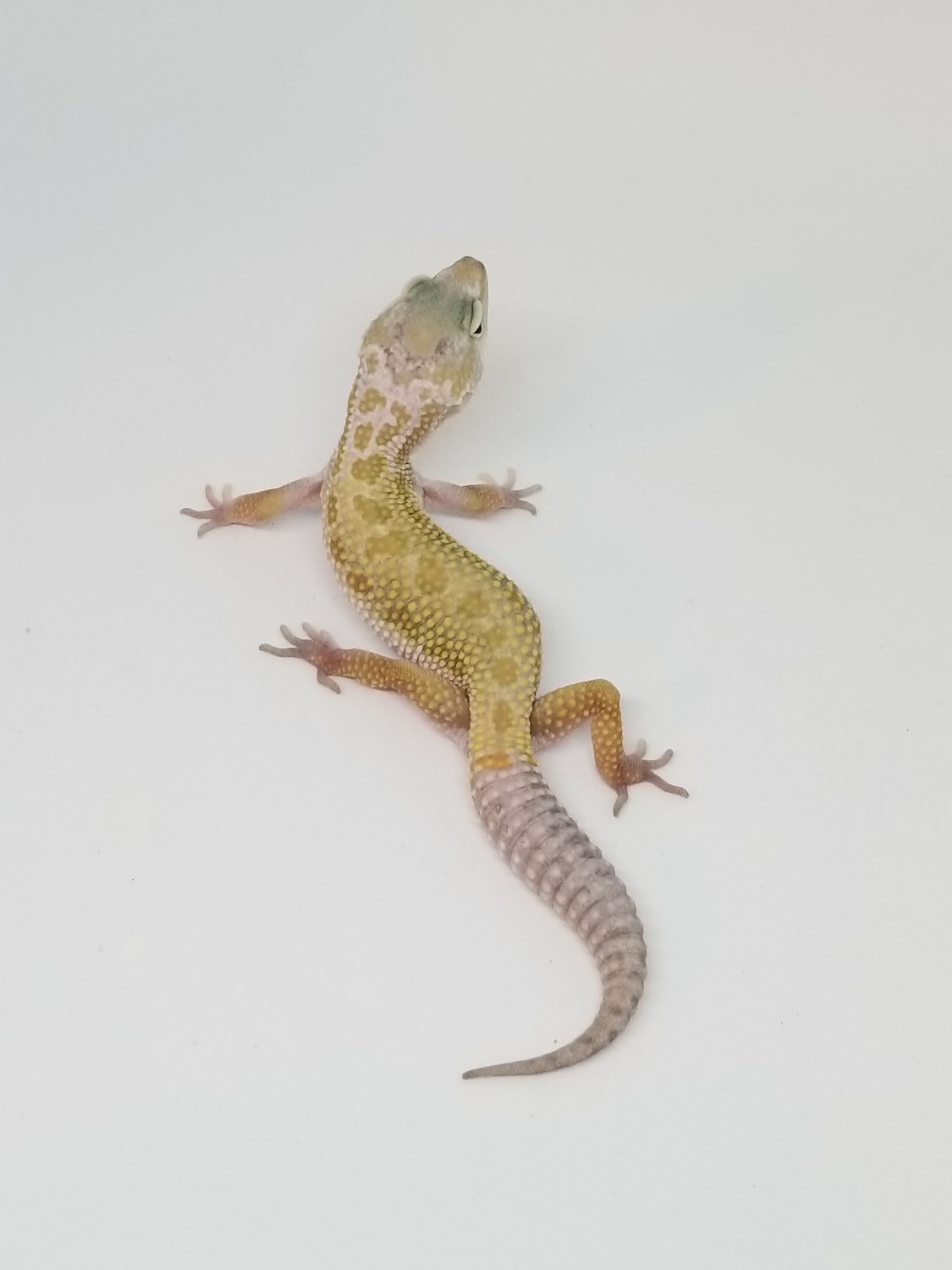 SALE! TSM Akoya (Black Night/Black Pearl) Murphy's Patternless Poss ...
