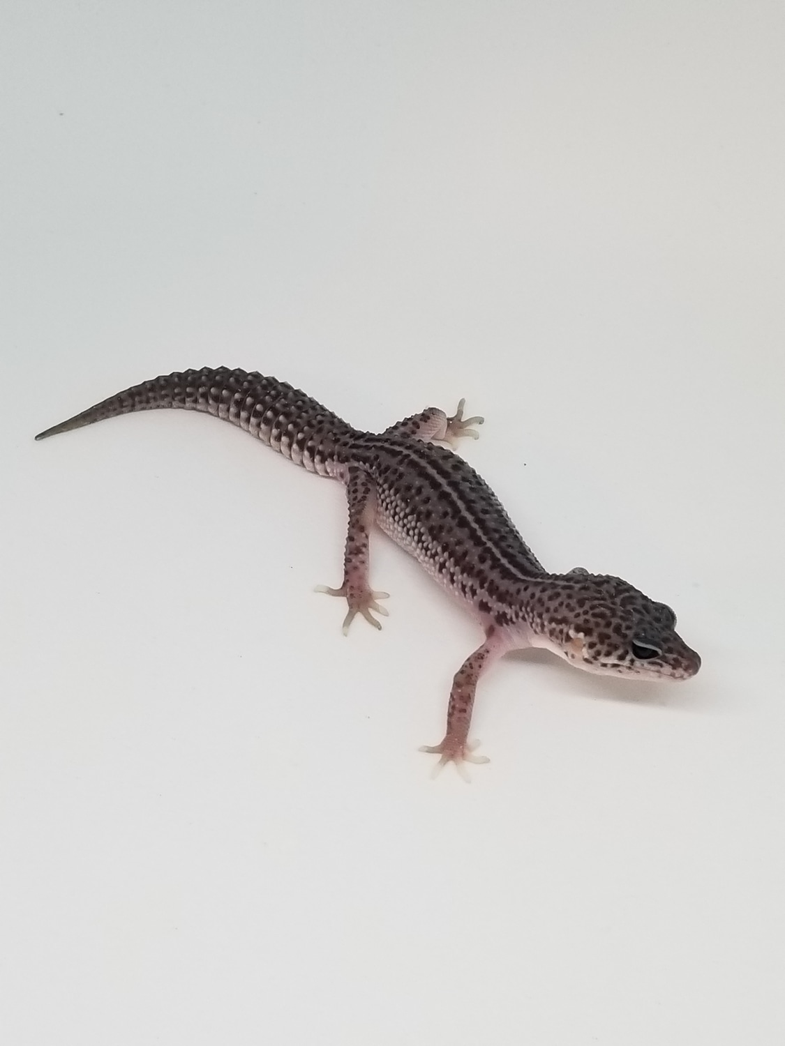 Super Snow Akoya (Black Night/Black Pearl) Poss. Het Tremper And Murphy ...