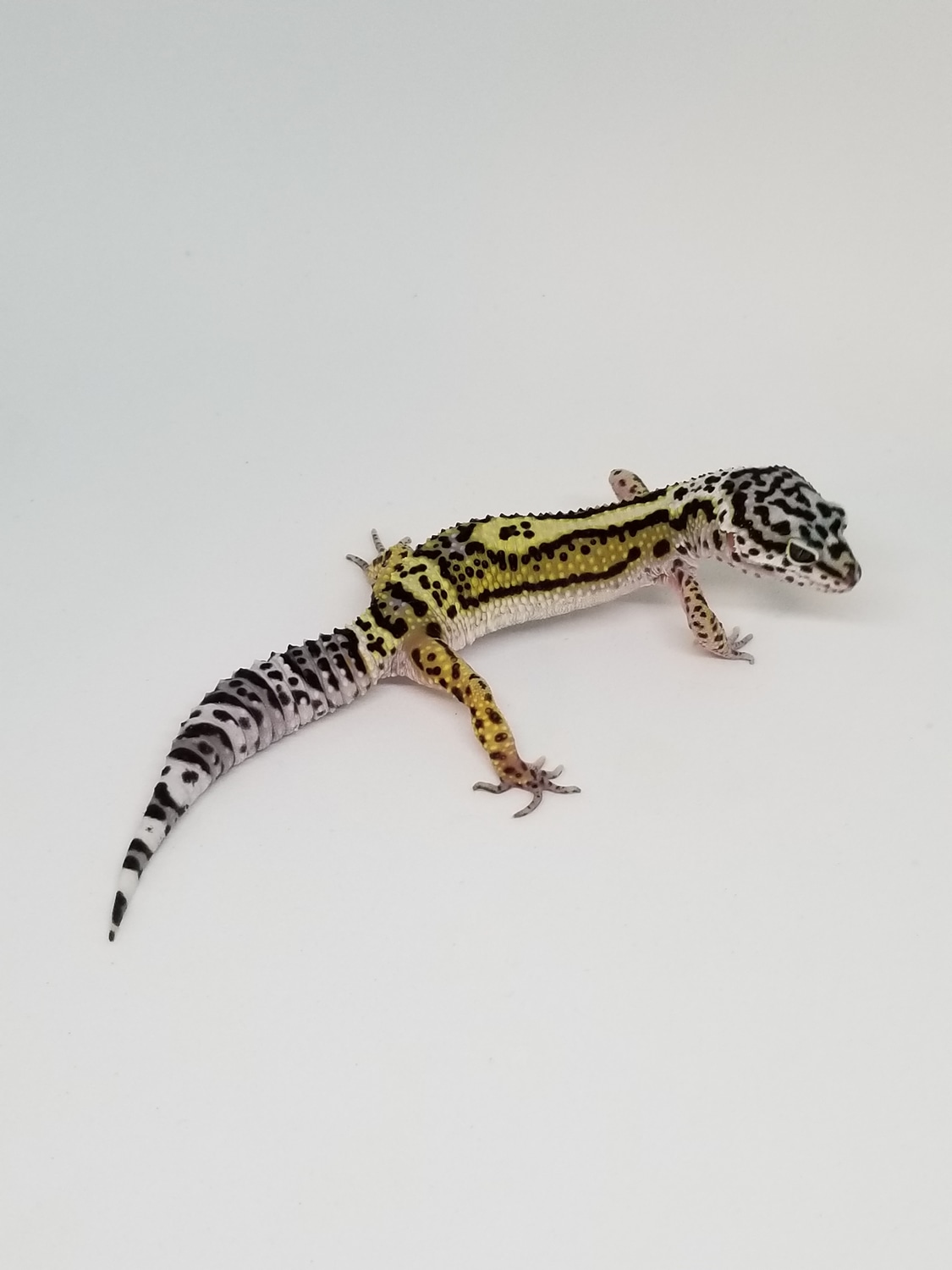 75% Black Night Bold Stripe Poss. Het Tremper Leopard Gecko by ...