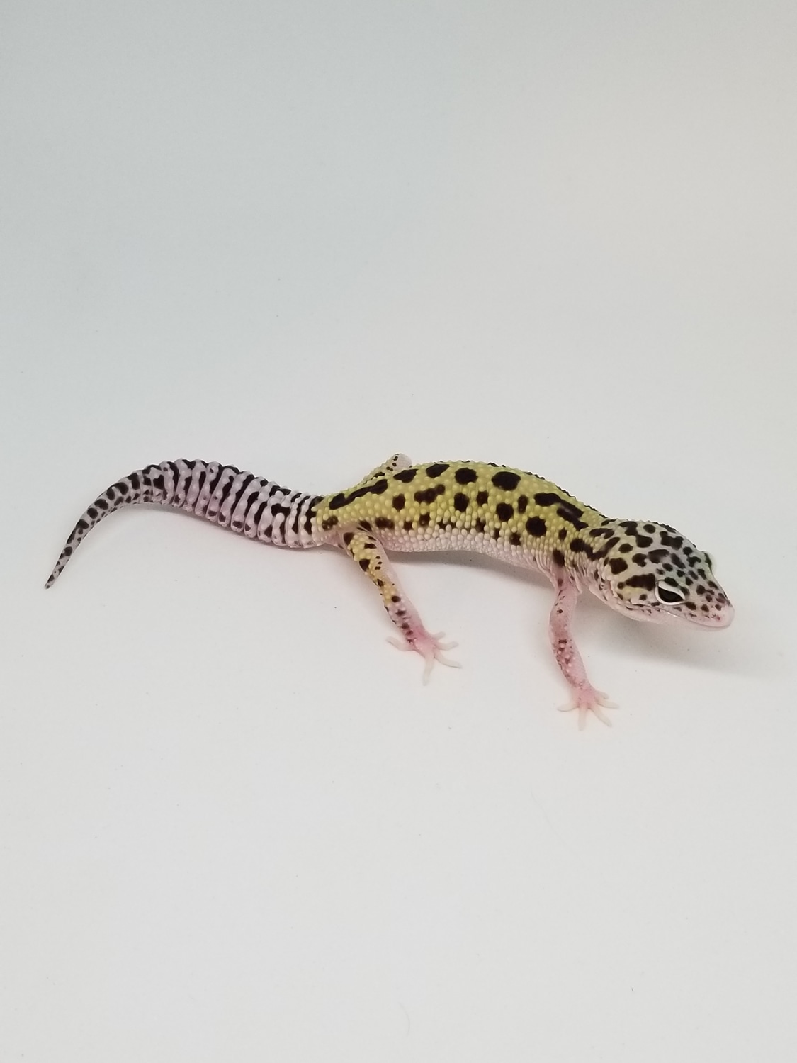 Eclipse Poss. Mack Snow Poss. Het Tremper Leopard Gecko by Victorian ...