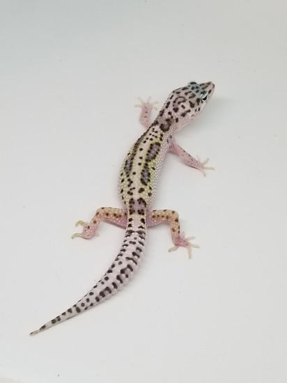(Zero Line) Mack Snow W/Y Lavender Poss. Het Tremper And Murphy's ...