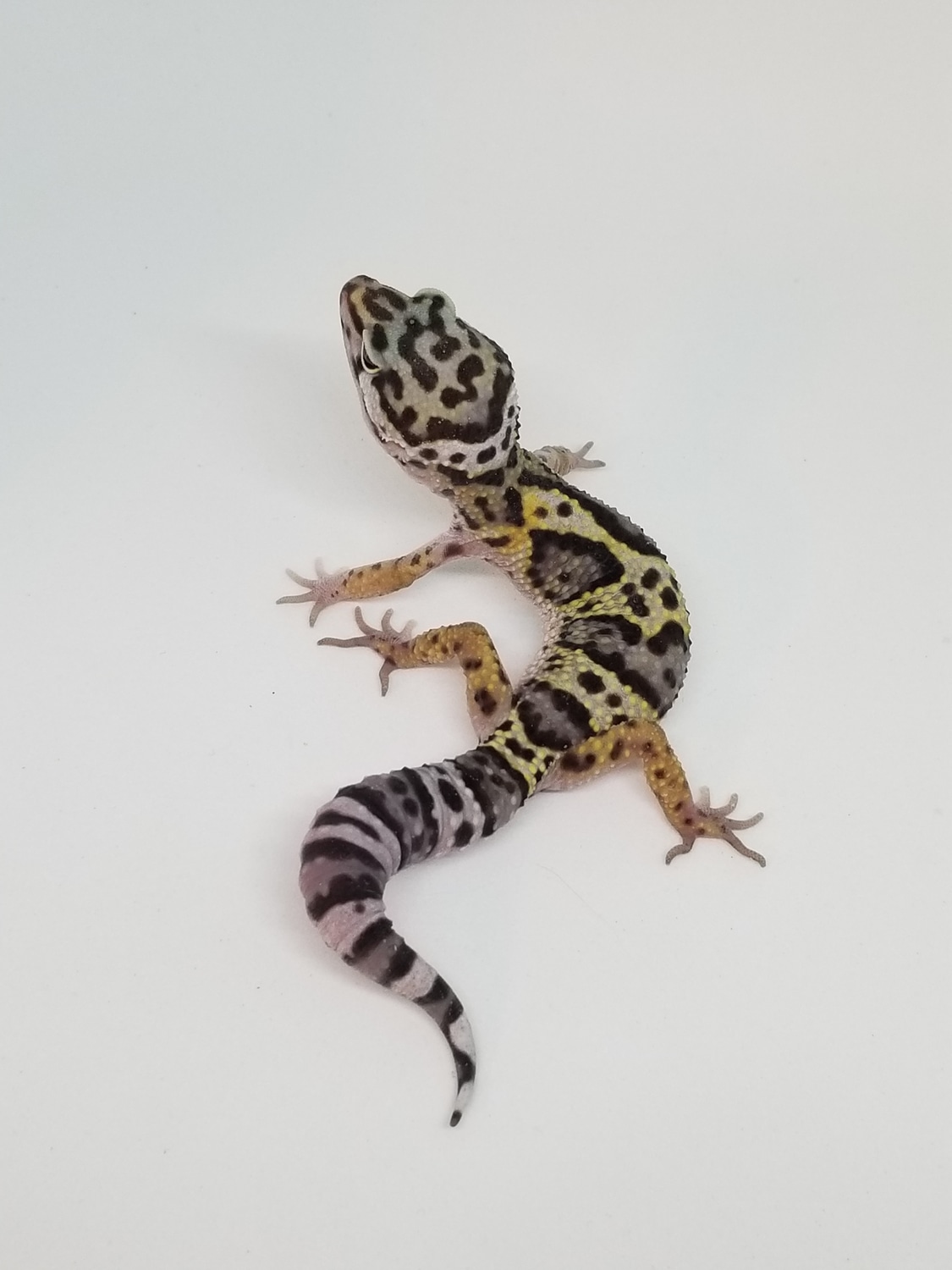 (PARADOX) Mack Snow 100% Het Tremper Poss. Het Eclipse Leopard Gecko by ...