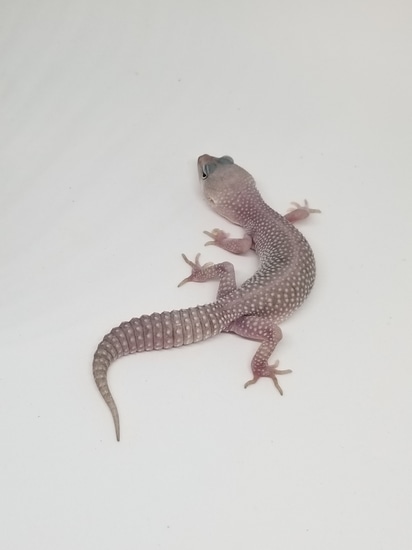 Blizzard Black Night Cross Poss. Het Tremper And Eclipse Leopard Gecko ...