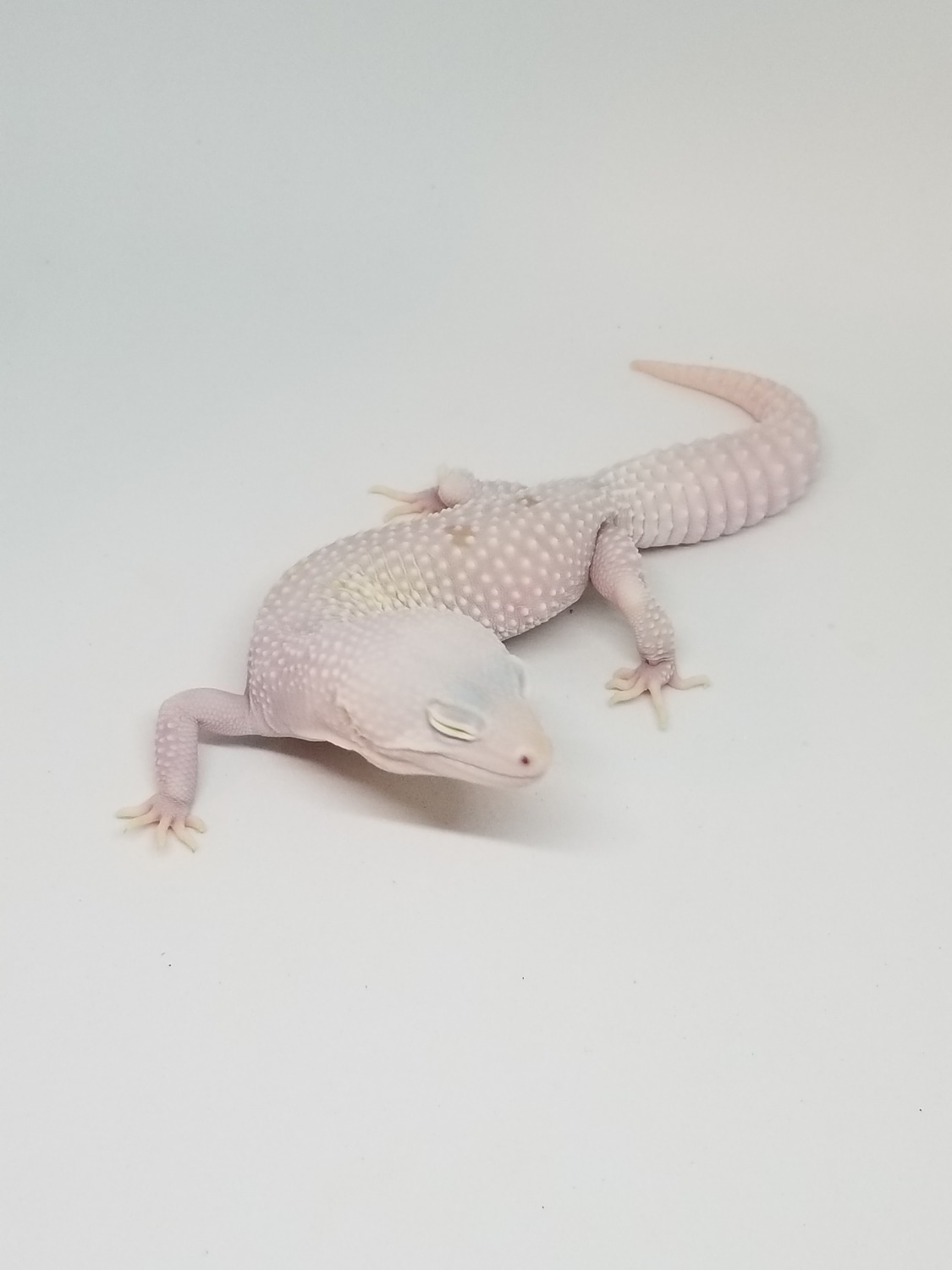 SALE! RTB! Mack Snow Blazing Blizzard (No Known Hets) Leopard Gecko by ...