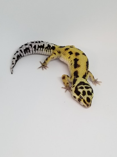 RTB! Bold Stripe Bandit (No Known Hets) Leopard Gecko by Victorian Geckos