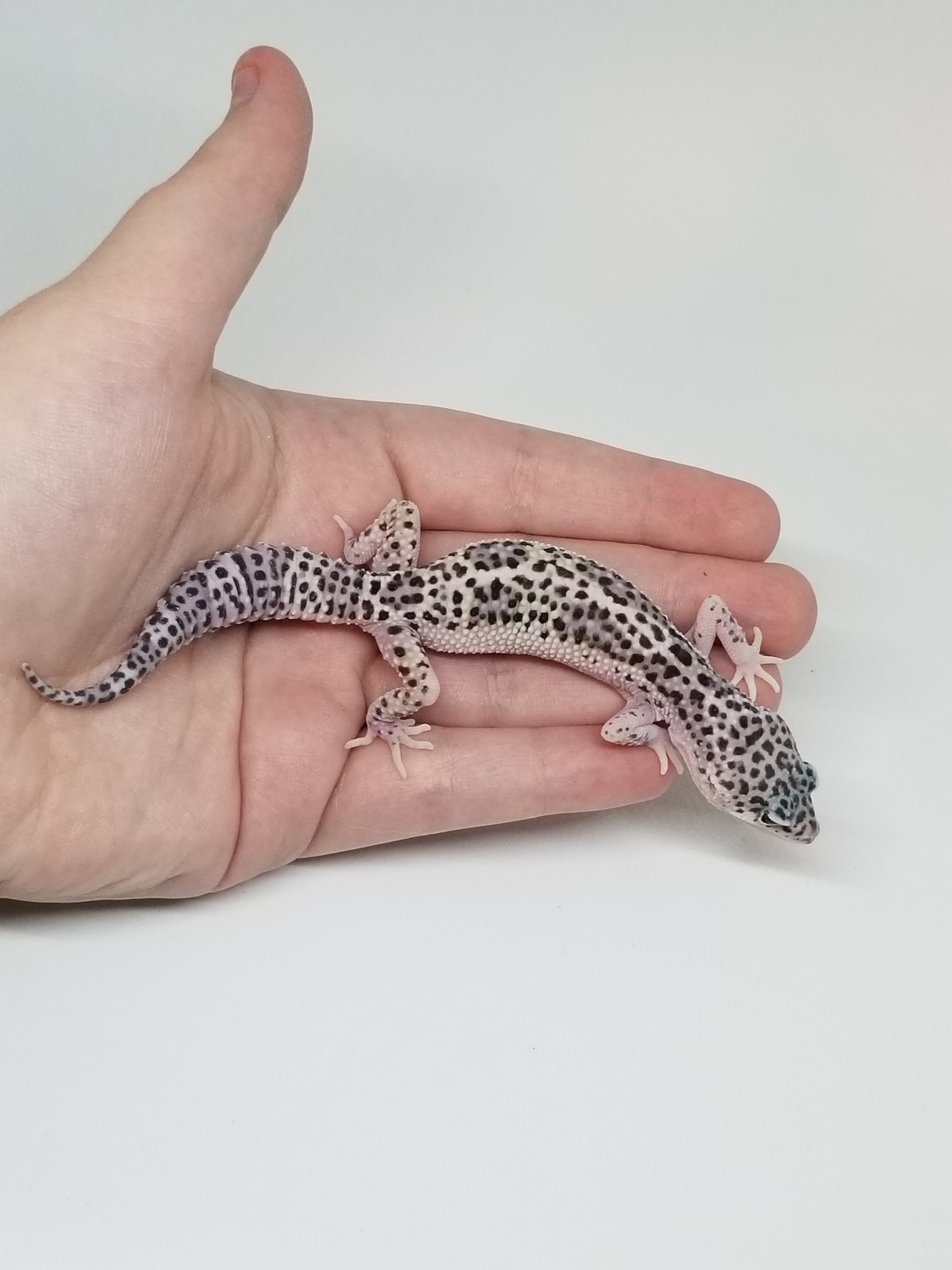 Holiday Sale! (Zero Line) Mack Snow W/Y Lavender Poss. Het Tremper And ...