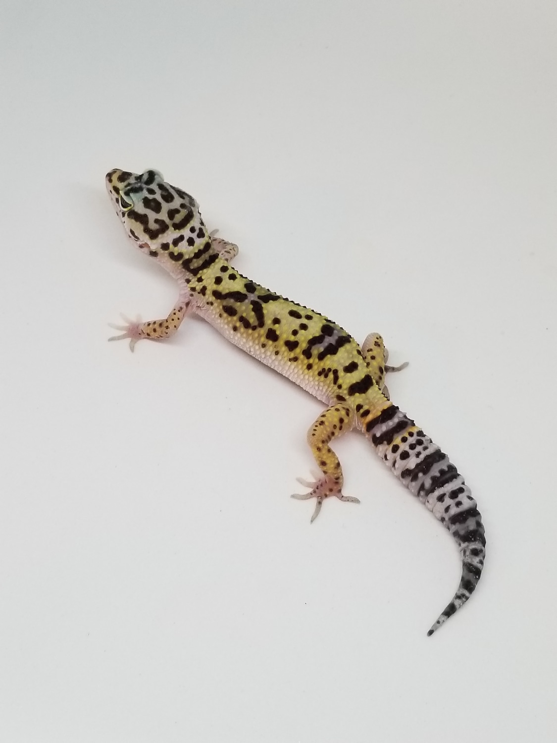 Bold Akoya (Black Night/Black Pearl) 100% Het Tremper Poss. Het Eclipse ...