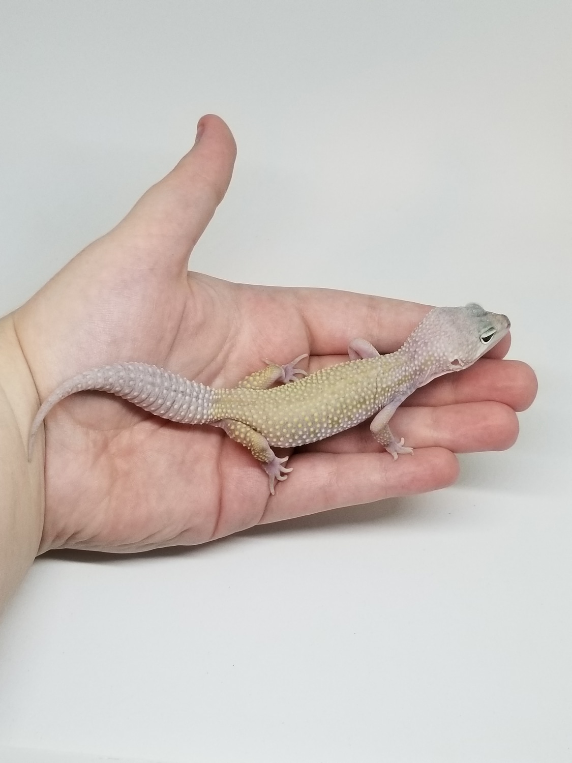 Mack Snow Murphy's Patternless Akoya (Black Night/Black Pearl) Poss ...