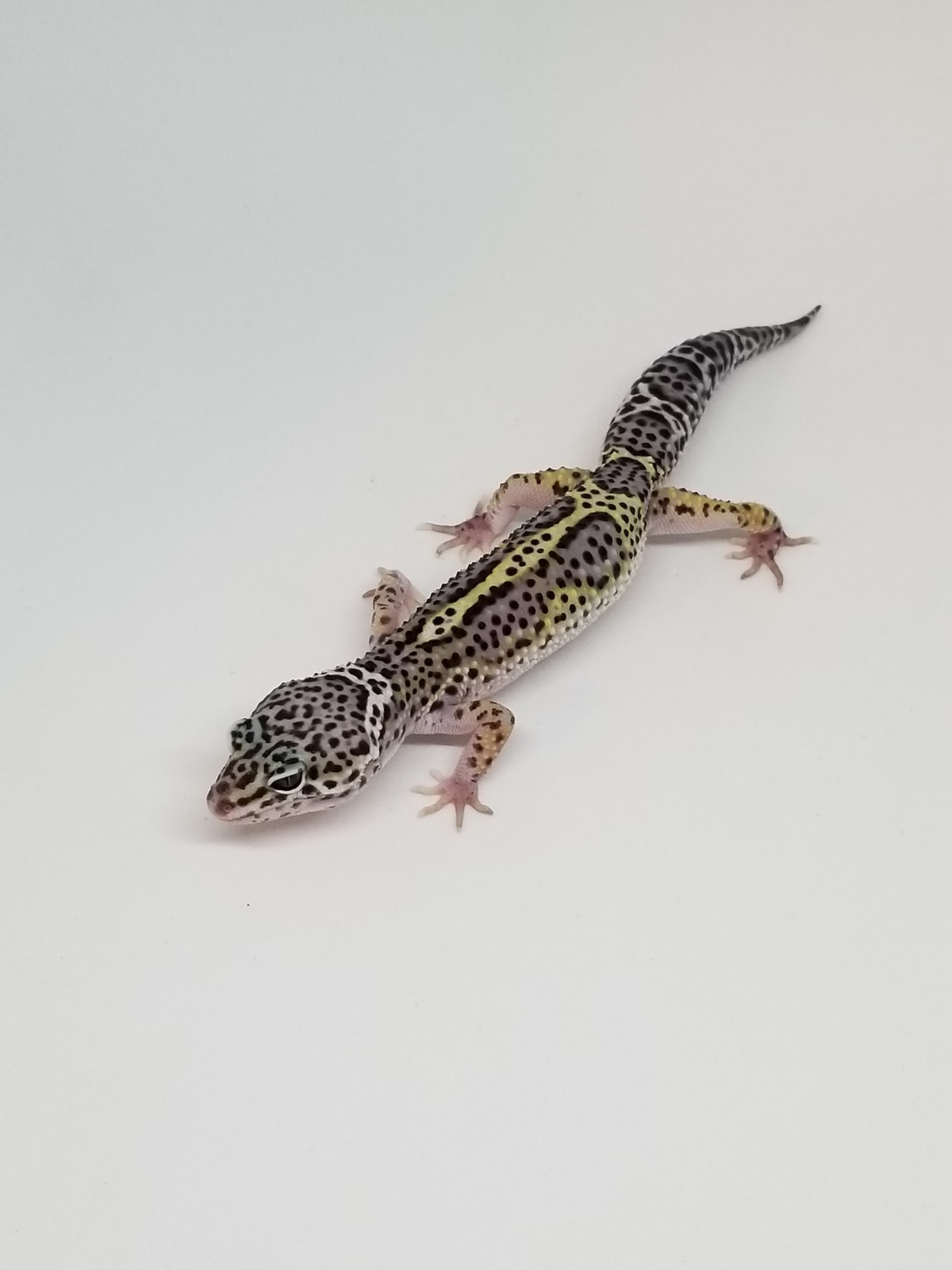 Black Friday Sale! Mack Snow 75% Black Night 100% Het Eclipse And ...