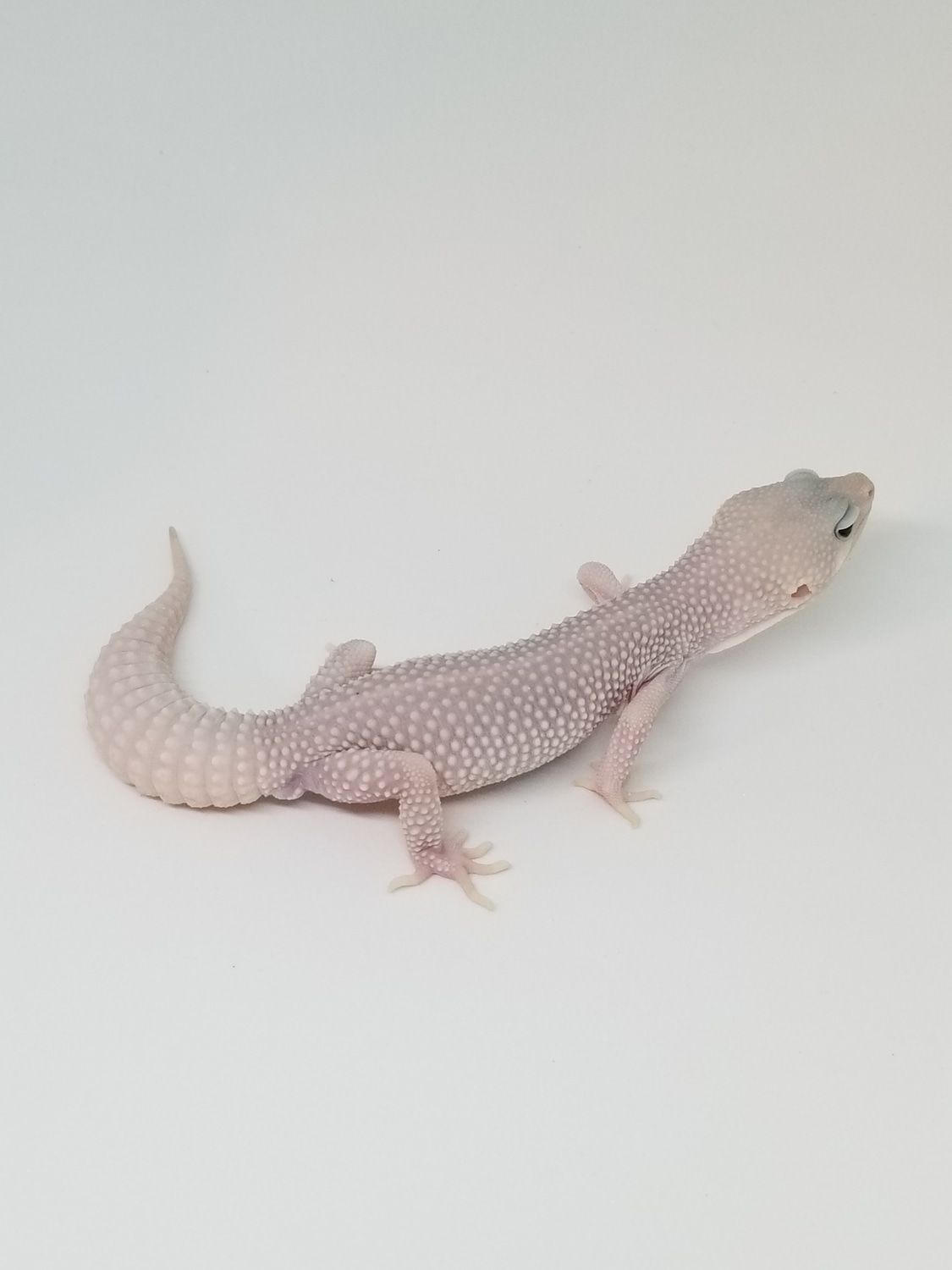 Holiday Sale! 50% Black Pearl Super Snow Murphy's Patternless Poss. W/Y ...