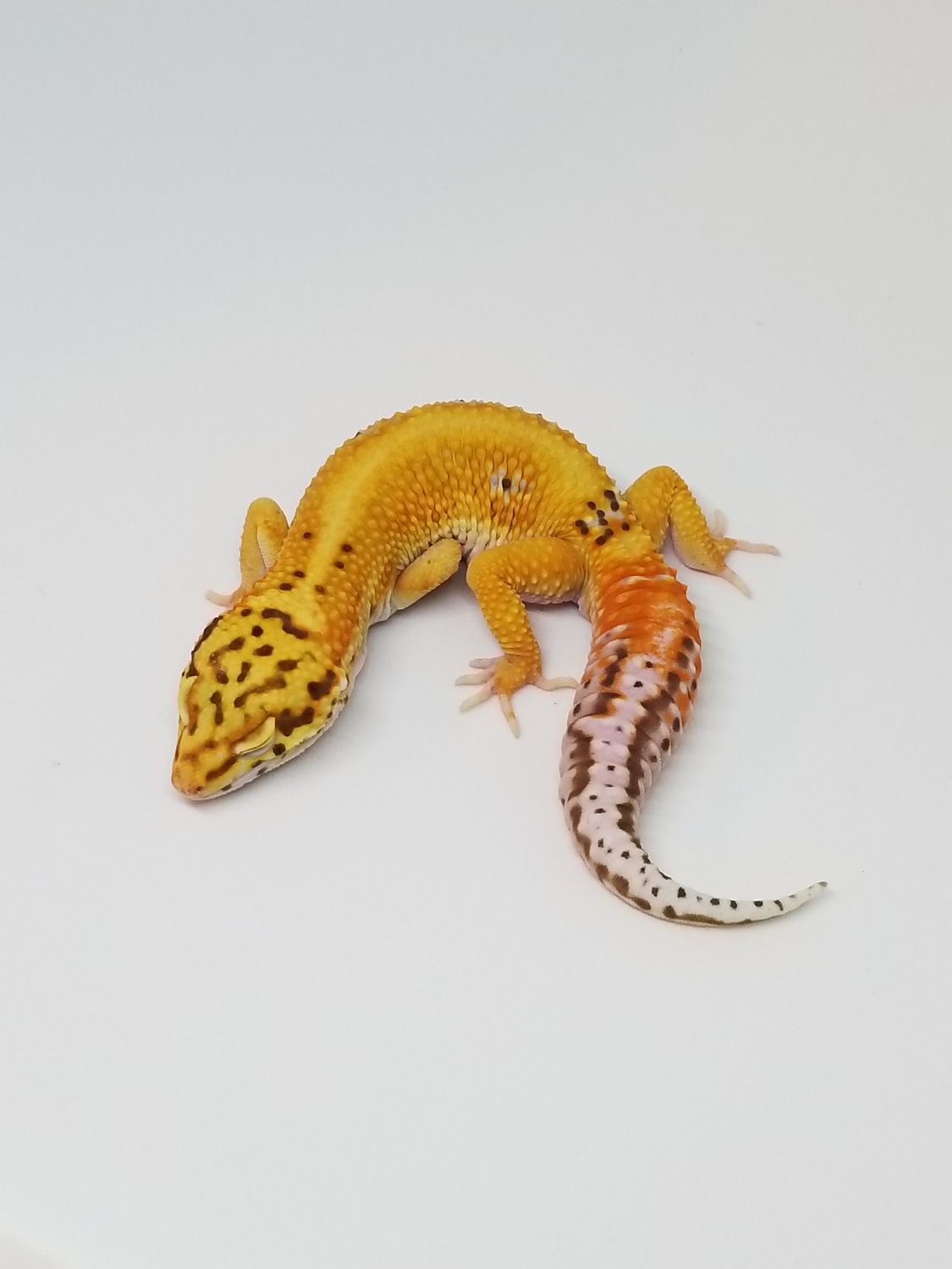 RTB! Blood Bell Lavender Stripe Jungle 100% Het Eclipse Leopard Gecko ...