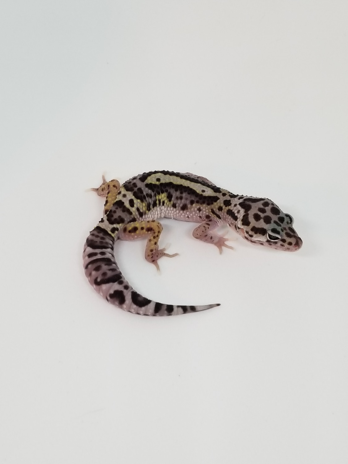 Holiday Sale! 75% Black Night Mack Snow 100% Het Tremper And Eclipse ...