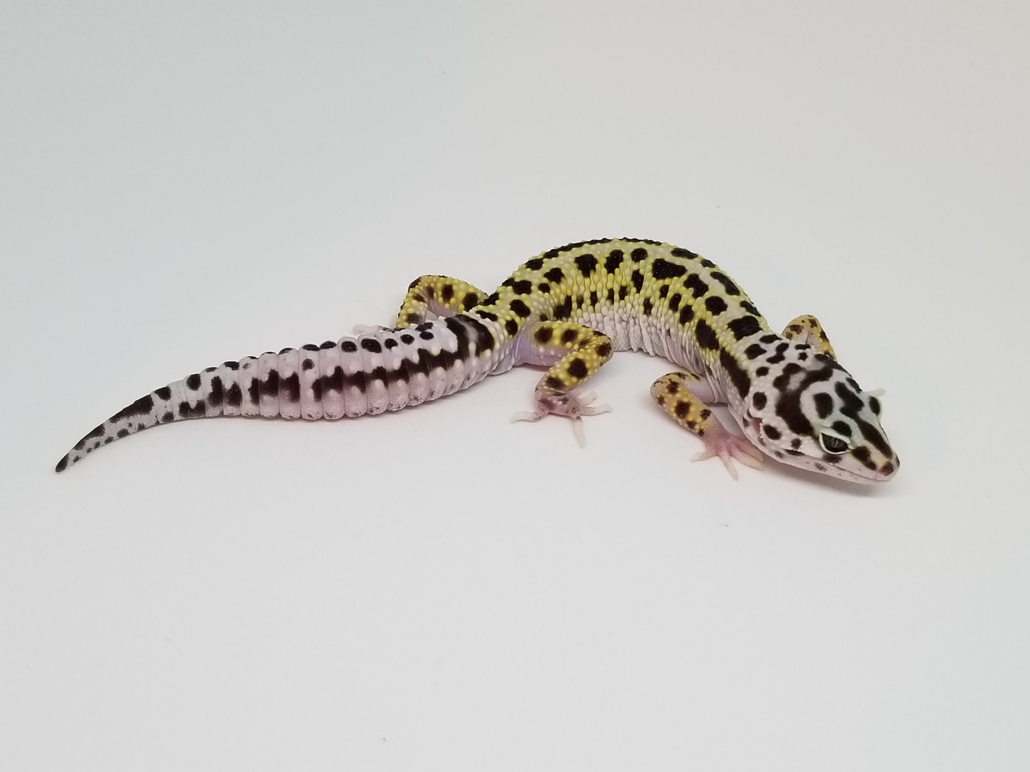 RTB! (ZERO) Mack Snow W/Y Bold Stripe Cross Poss. Het Tremper And ...