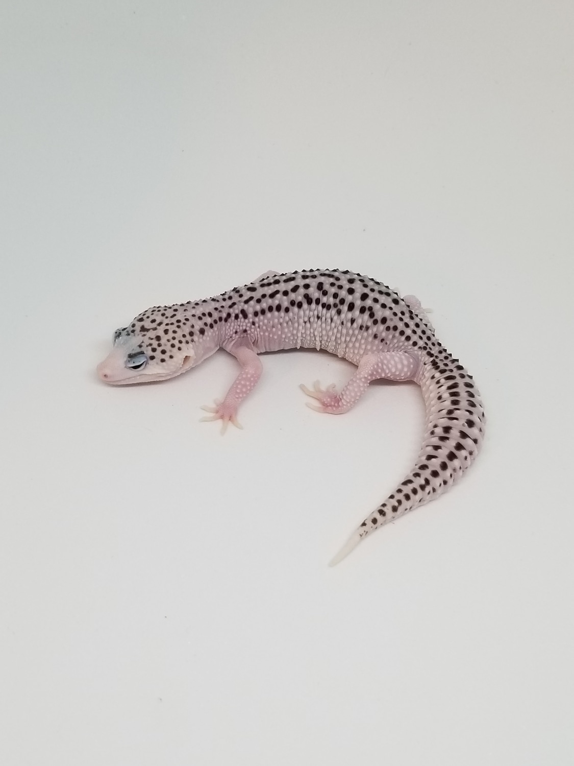 Universe Pied Poss. Het Tremper Leopard Gecko by Victorian Geckos ...