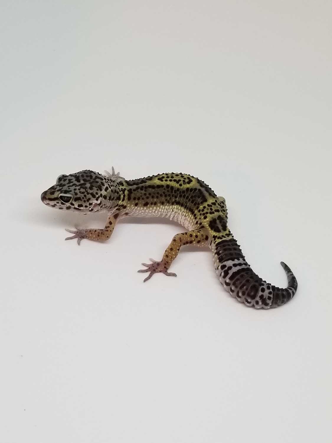 MOVING SALE! 75% Black Night Bold Stripe Cross Poss. Het Tremper ...