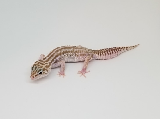 Super RAPTOR (No Known Hets) Leopard Gecko by Victorian Geckos