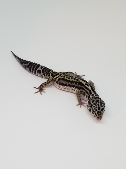 Akoya (Black Night/Black Pearl) Mack Snow Bold Stripe 100% Het Tremper ...