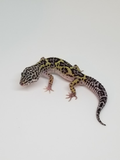 Akoya (Black Night/Black Pearl) Mack Snow Lavender Bold Poss. Het ...
