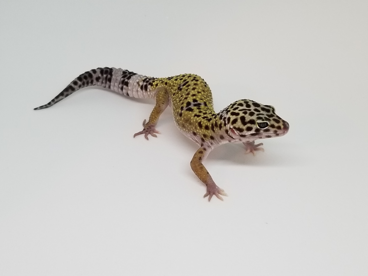SALE! RTB! Mack Snow Hypo 100% Het Tremper Poss. Het Eclipse Leopard ...