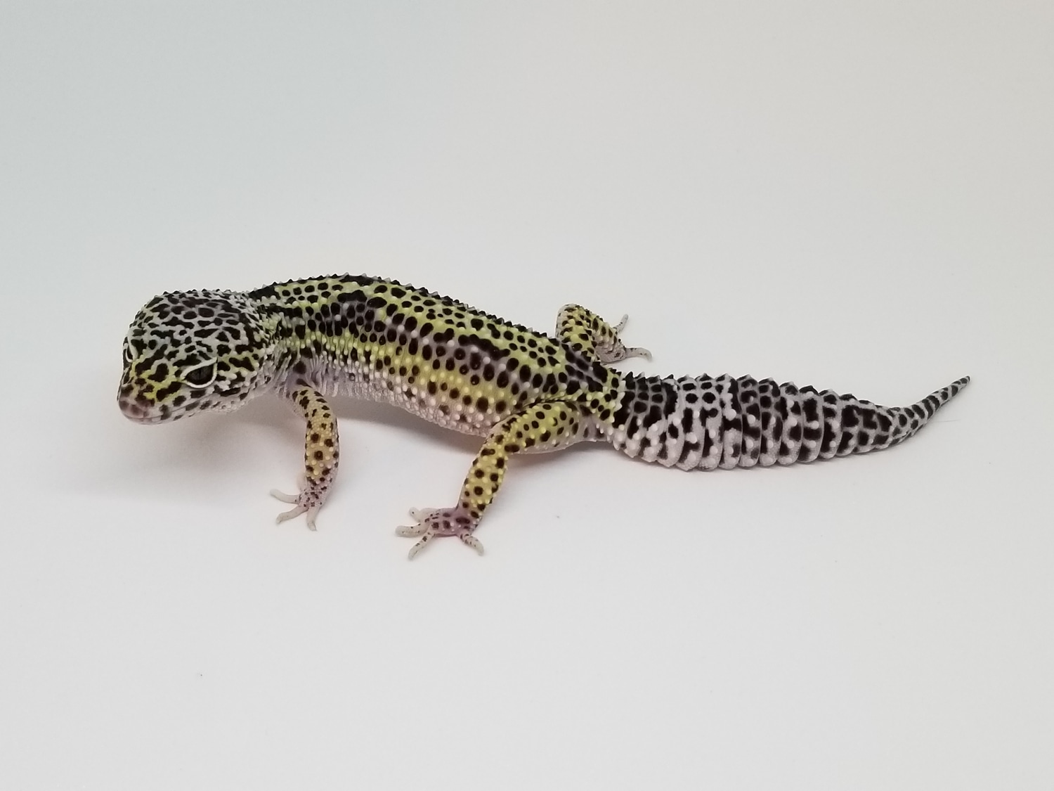 RTB! Akoya (Black Night/Black Pearl) Mack Snow Bold Stripe Cross Het ...