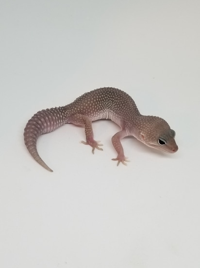 Pet - Only Leopard Gecko by Victorian Geckos