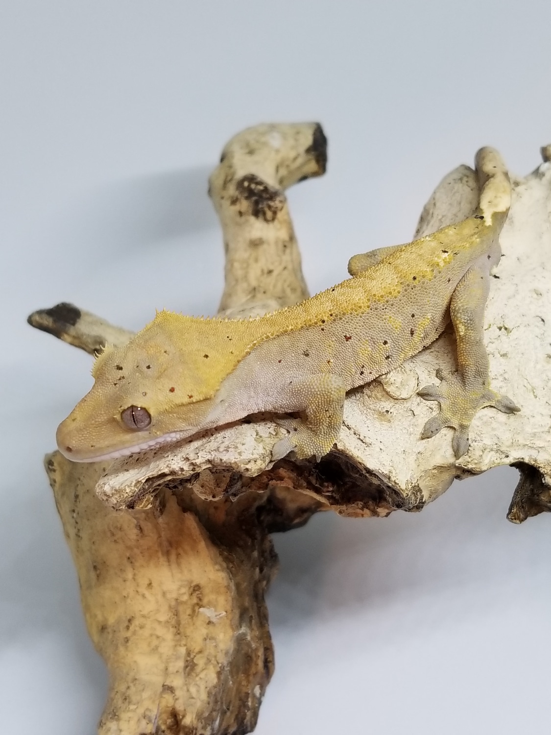 SPRING SALE! Red Spot Ink Spot Dalmation Flame Crested Gecko by ...