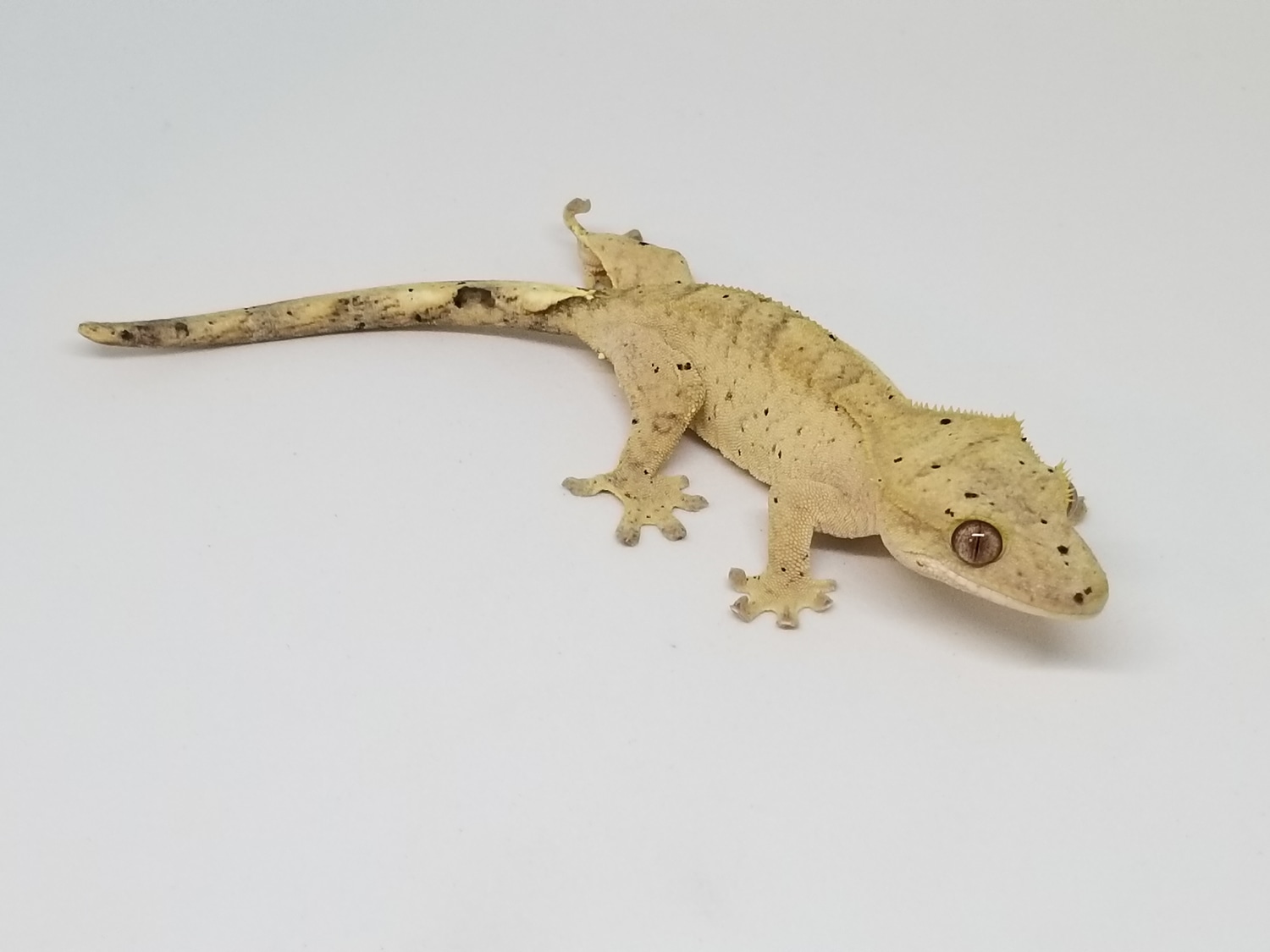 Yellow Brindle Dalmatian Crested Gecko by Victorian Geckos - MorphMarket