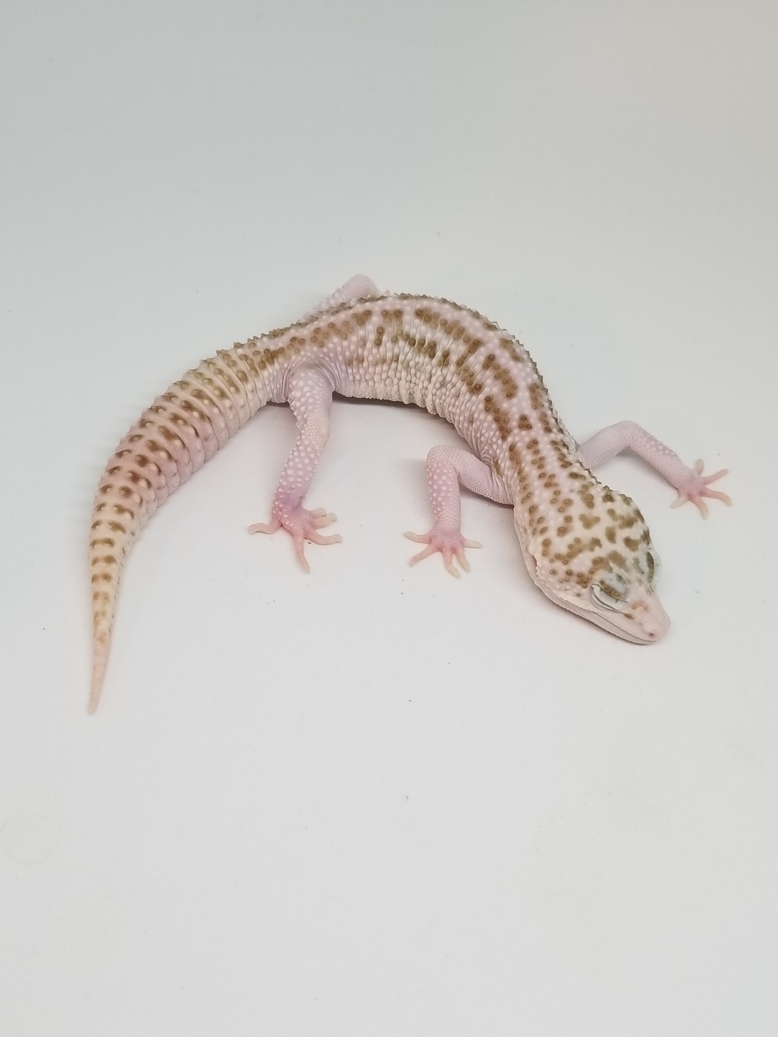 SPRING SALE! RTB! Super Raptor W/Y Pied (No Known Hets) Leopard Gecko ...