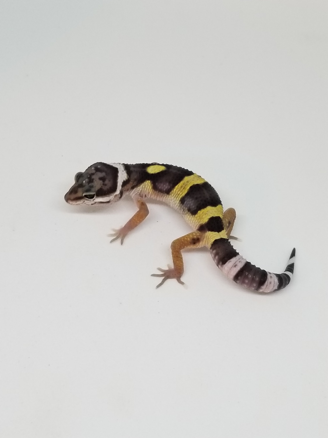 37.5% Black Night Poss. Het Tremper, Eclipse And Blizzard Leopard Gecko by Victorian Geckos ...