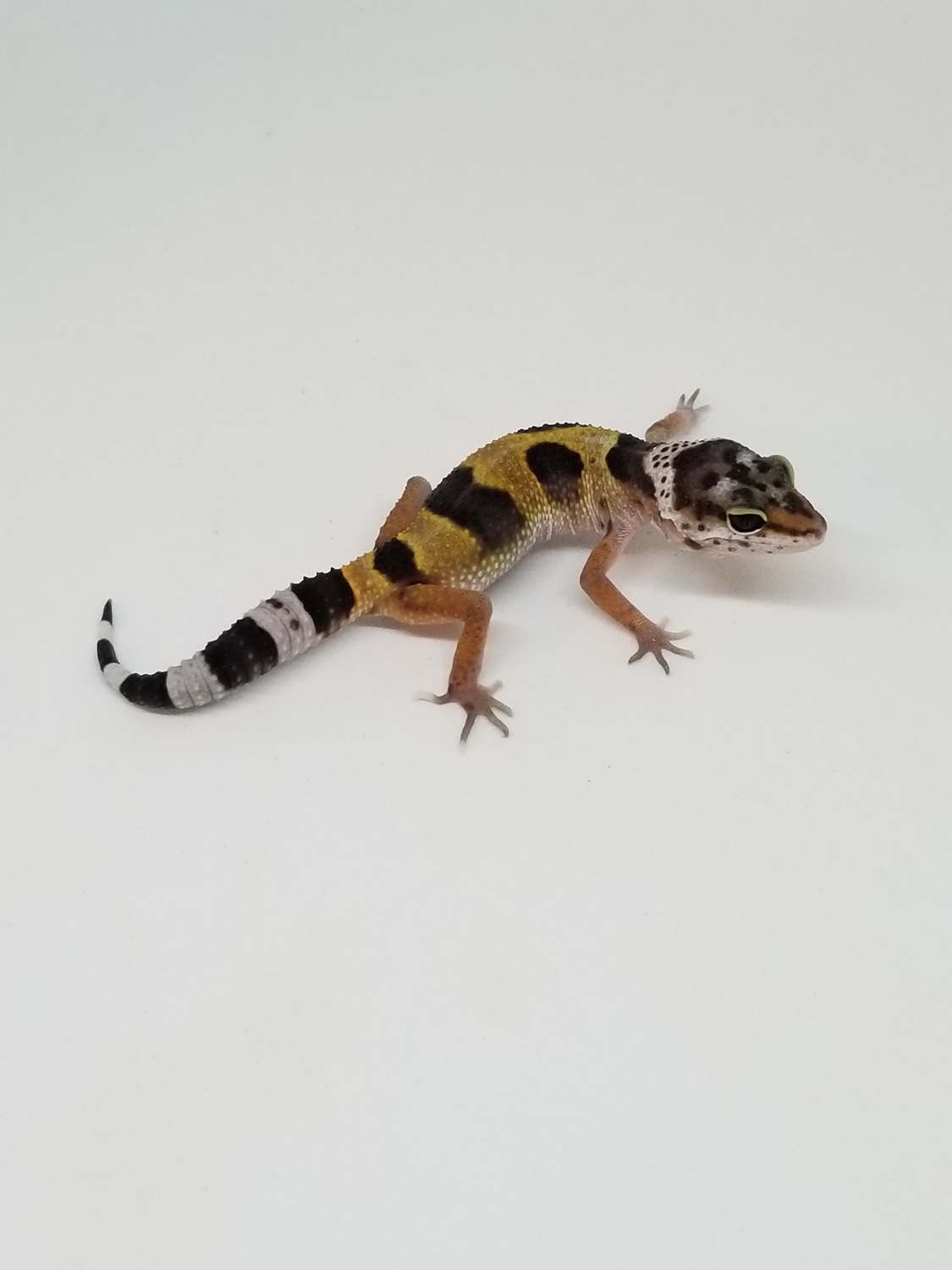 MOVING SALE! 37.5% Black Night Poss. Het Tremper, Eclipse And Blizzard ...