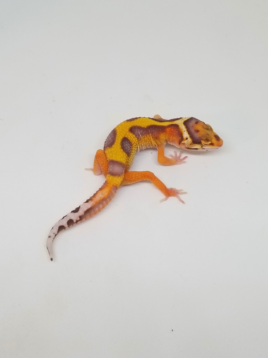 SALE! TSD Blood Bell Tangerine Lavender 100% Het Eclipse Leopard Gecko ...