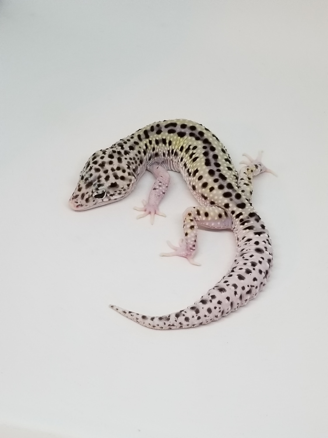 Mack Snow Eclipse W/Y Reverse Stripe 100% Het Tremper Leopard Gecko by ...
