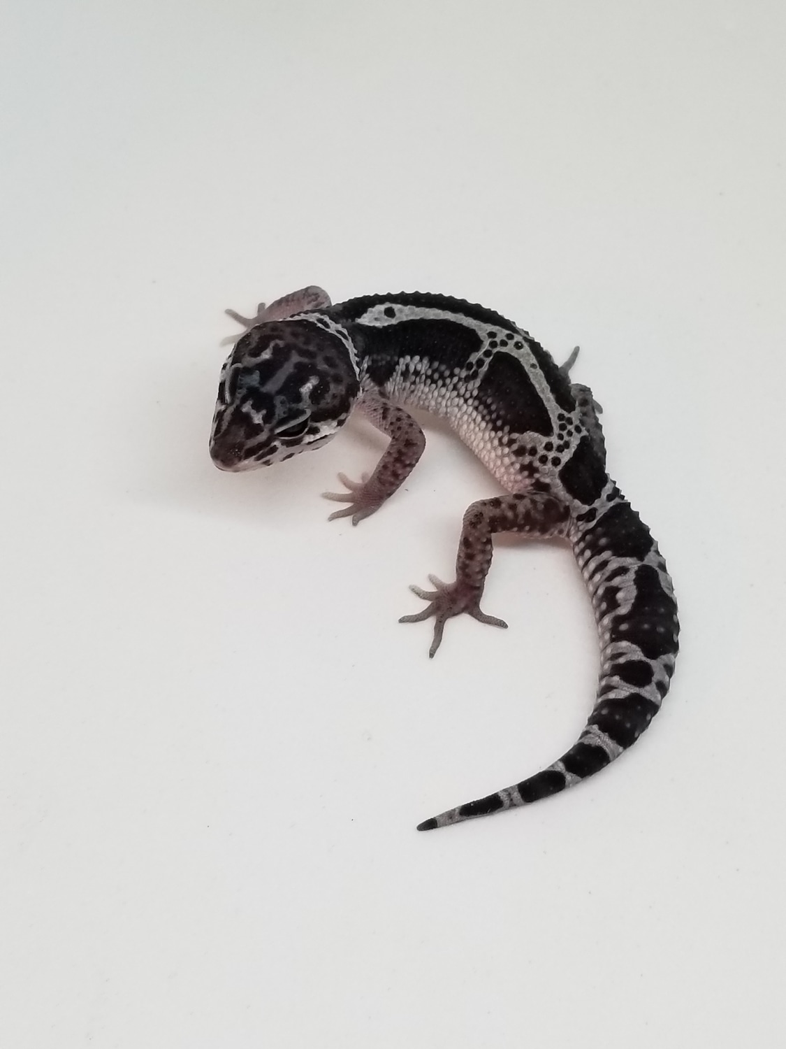 RARE! TSM Mack Snow Akoya (Black Night/Black Pearl) Bold Stripe Cross ...