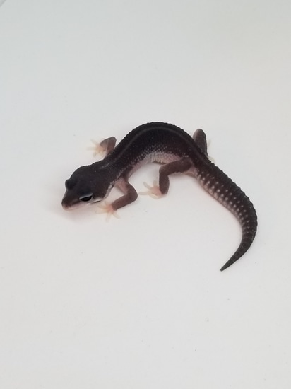 RARE! Super Snow Akoya (Black Night/Black Pearl) Bold Stripe Cross 66% ...