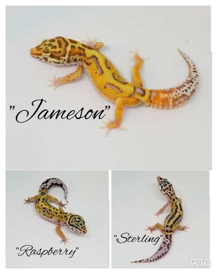 Free Shipping! 1.2 Bell Group Deal Leopard Gecko by Victorian Geckos